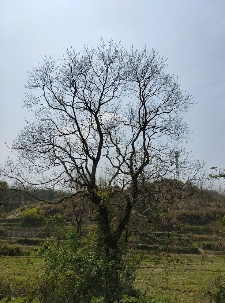 枯树素材图片下载-素材编号12129053-素材天下图库